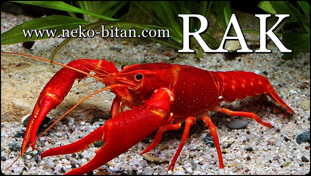 RAKOVI su jako EMOTIVNI i žele da PRIGRLE ceo svet i da ga ZAŠTITE ...