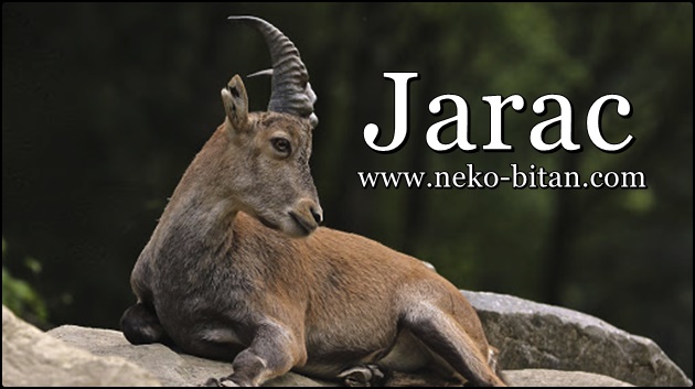 JARAC: Njegove MANE su ZANEMARLJIVE na osnovu njegovih VRLINA. On je ...