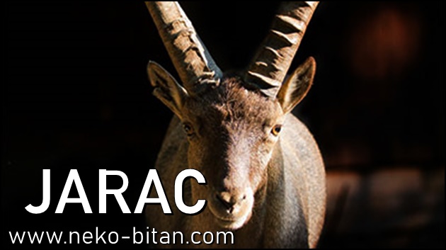 JARAC je velika POŠTENJAČINA i NAJBOLJI ČOVEK koji zemljom hoda! • Neko ...