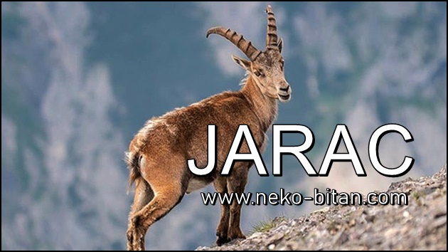 JARAC: Čini sve da DOĐE DO CILJA - veoma je REDAK SLUČAJ da jedan Jarac ...