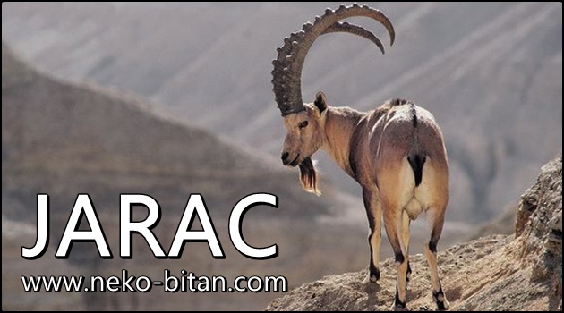 JARAC: Pre bi se odlučio na VEČNU SAMOĆU, nego da bude sa OLOŠIMA i ...