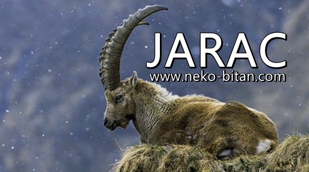 JARAC je SPOSOBAN i HRABAR ČOVEK koji može da URADI sve ŠTO ZAMISLI i ...