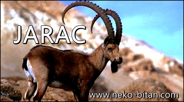 JARAC: On je čovek od REČI i KARAKTERA - ne postoji niko POUZDANIJI od ...