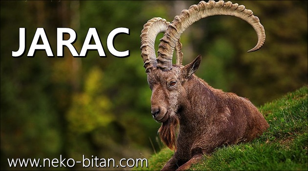 JARAC je NAJBOLJI u svemu i zbog toga mu mnogi ZAVIDE! • Neko-bitan.com